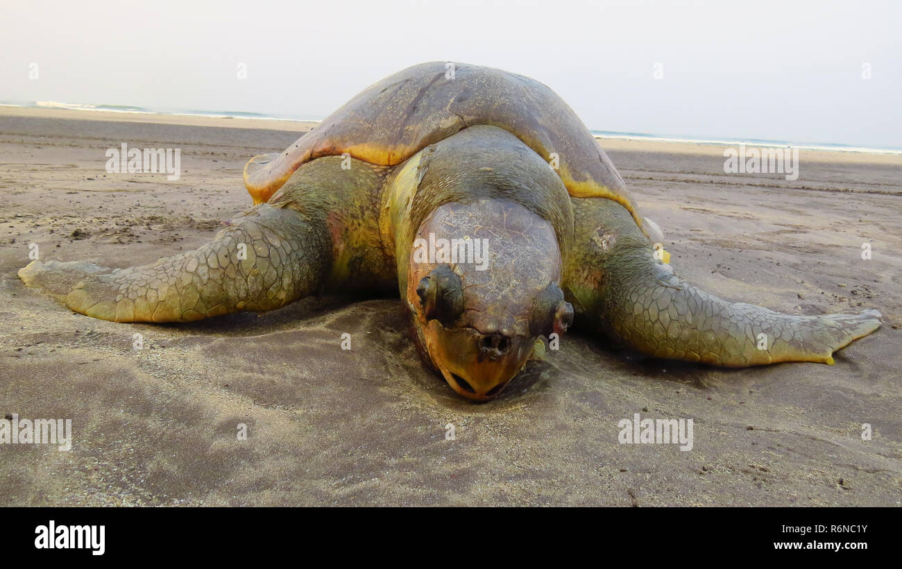 Death turtle hi-res stock photography and images - Alamy