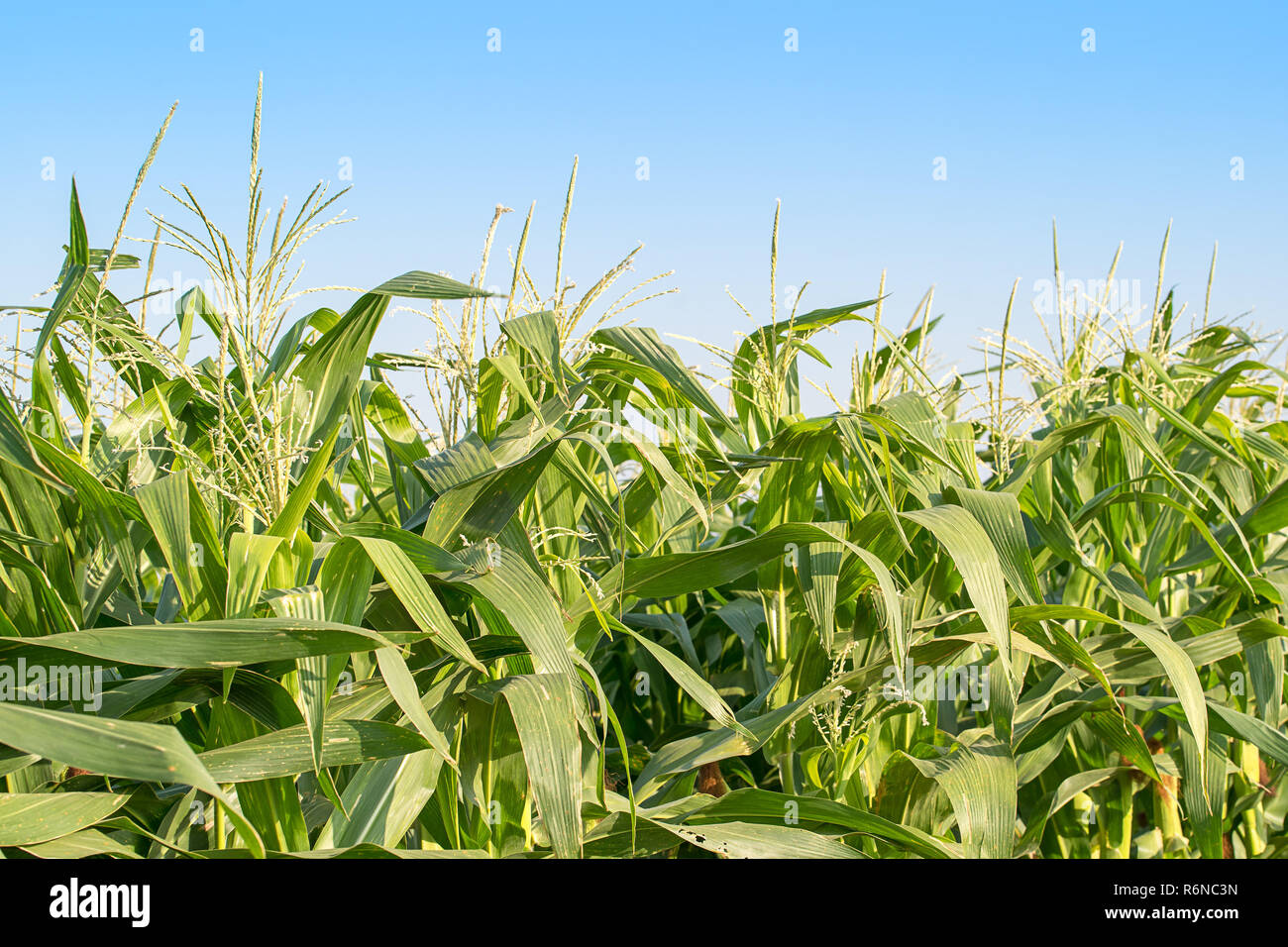 Corn pollen in the cornfield Stock Photo - Alamy