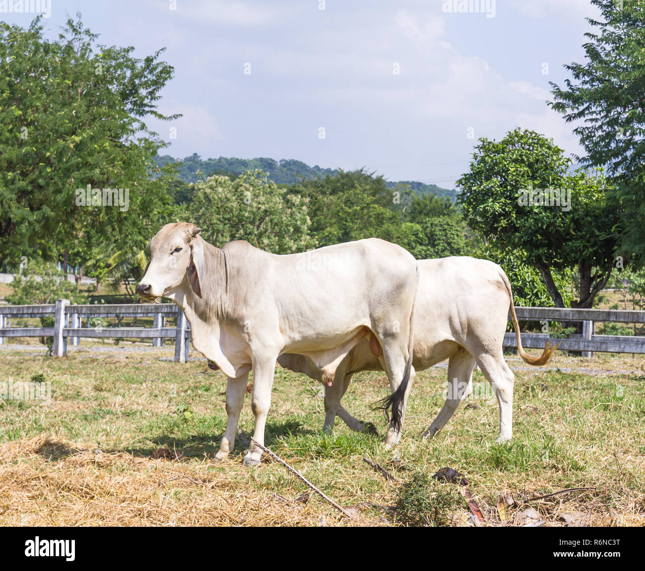 Cow standing in farm Stock Photo - Alamy