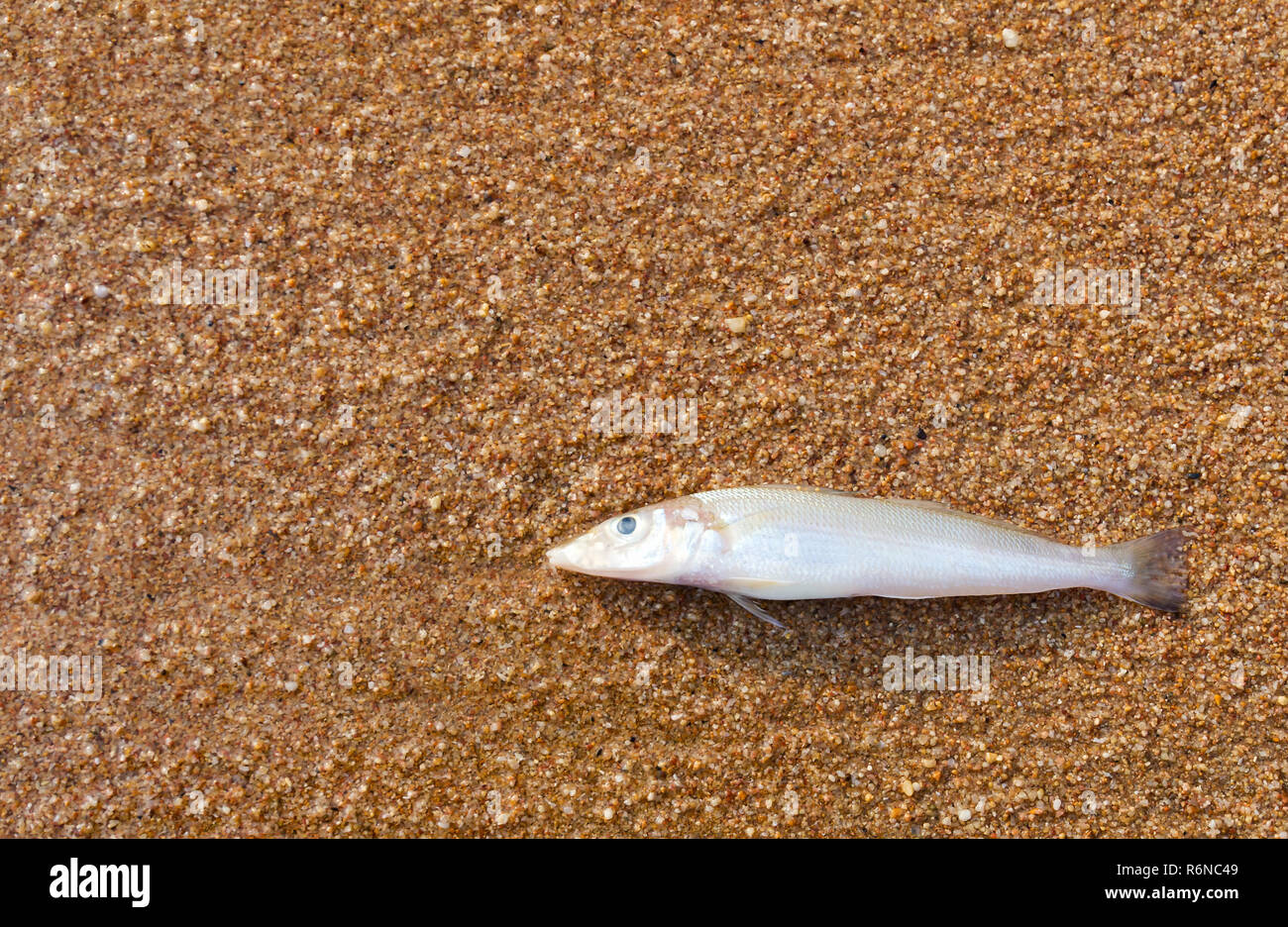 Fish head and body bones hi-res stock photography and images - Alamy