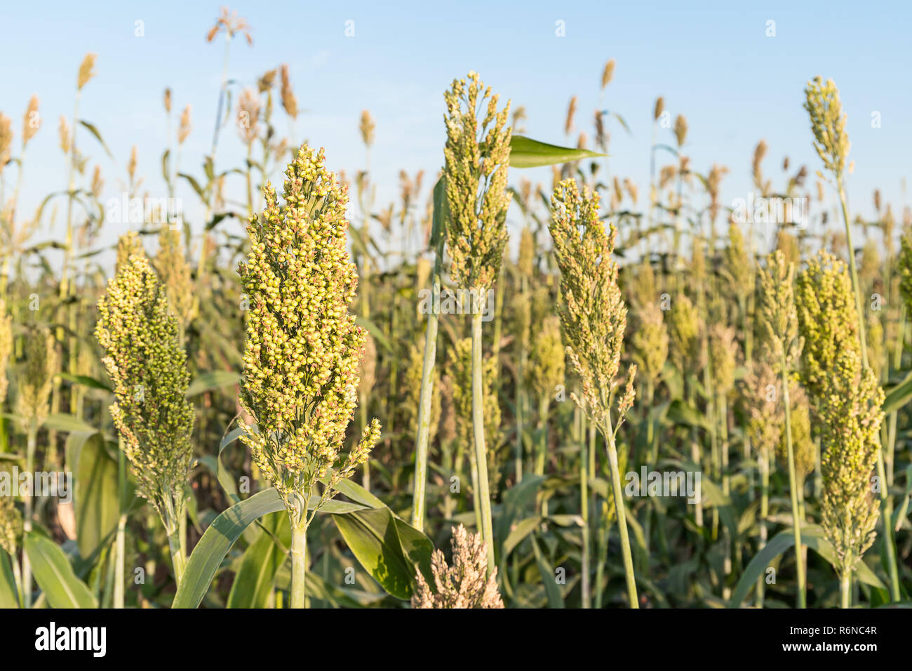 Field of Sorghum or Millet Stock Photo - Alamy