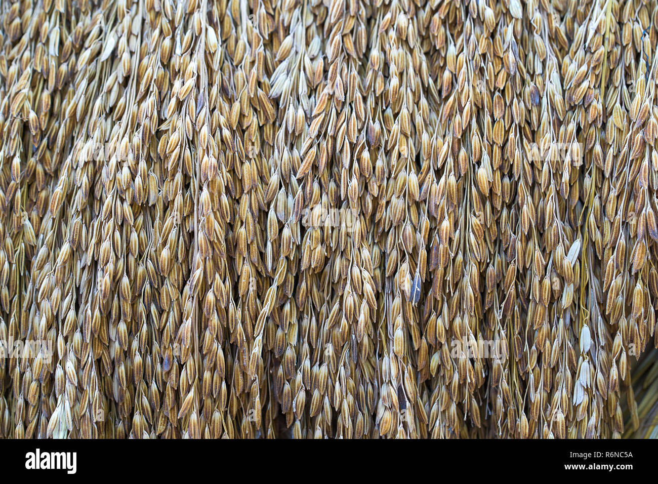 Dry paddy rice seeds Stock Photo - Alamy