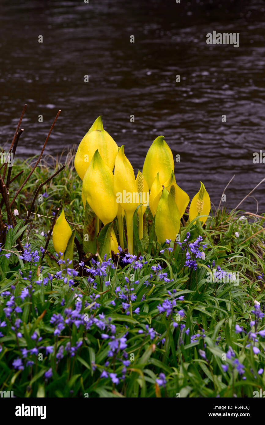 Lysichiton americanus,yellow,skunk cabbage,flowers,flowering,bloom ...