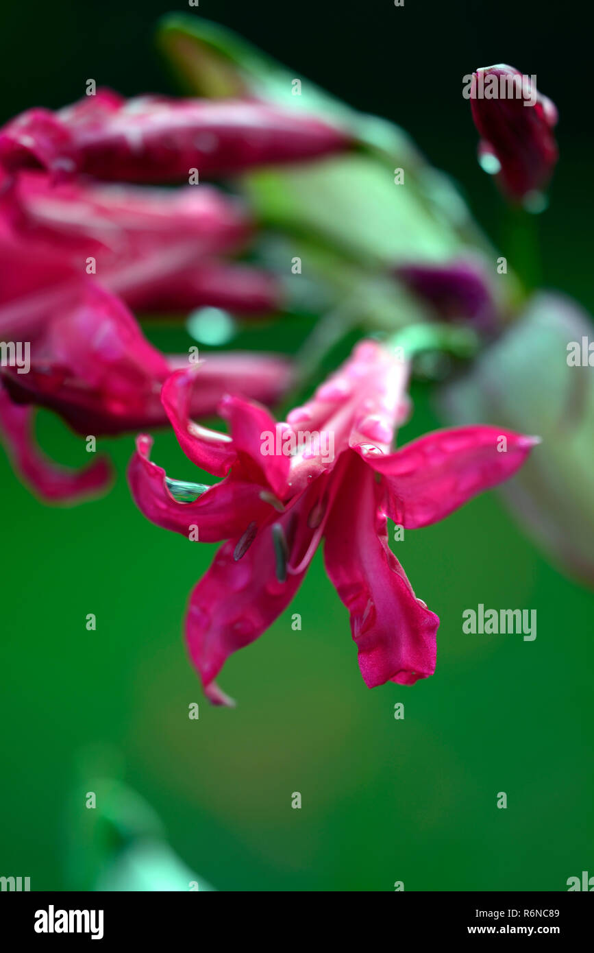 Nerines flowers hi-res stock photography and images - Alamy