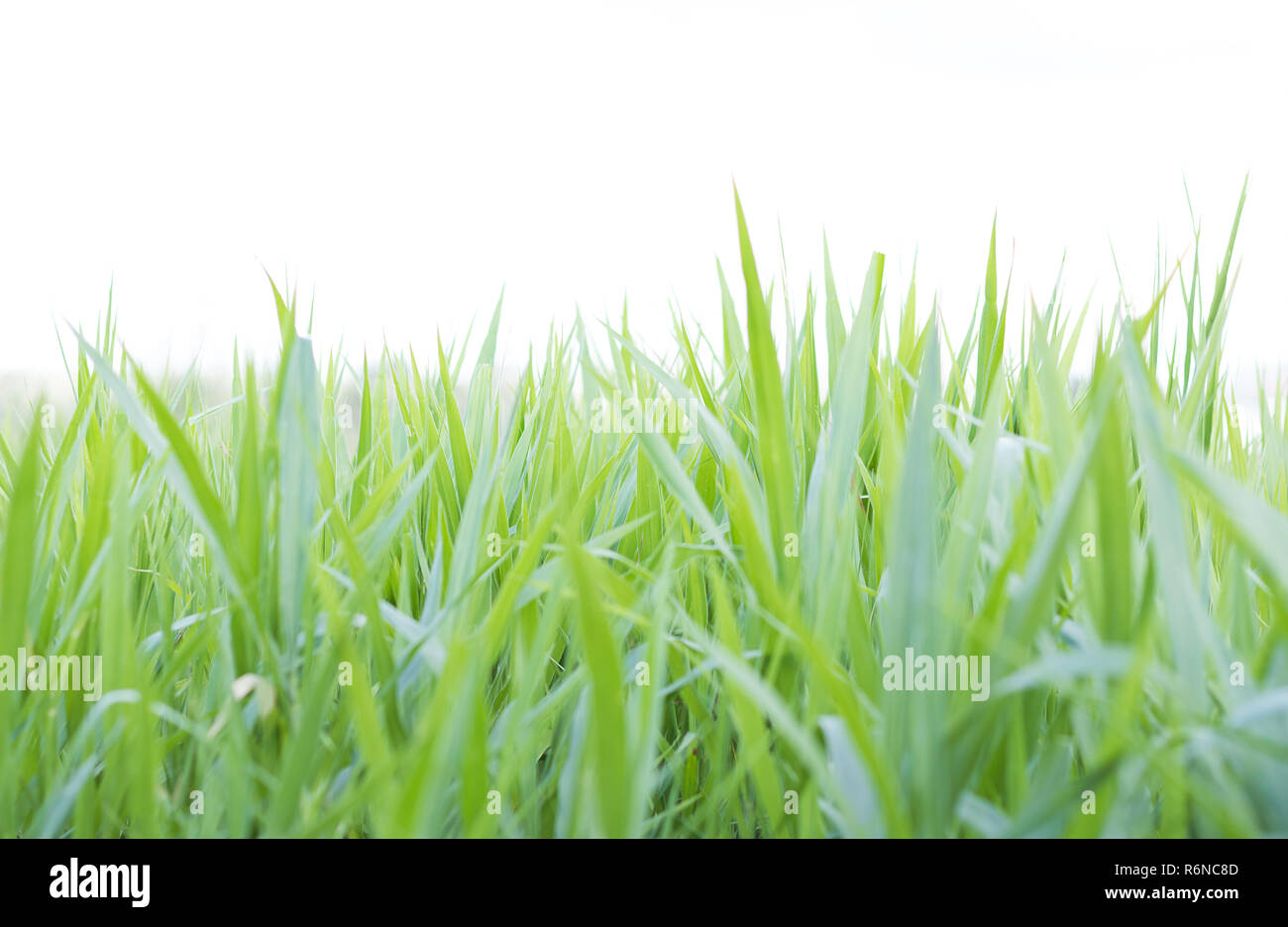 Green grass field in nature Stock Photo - Alamy