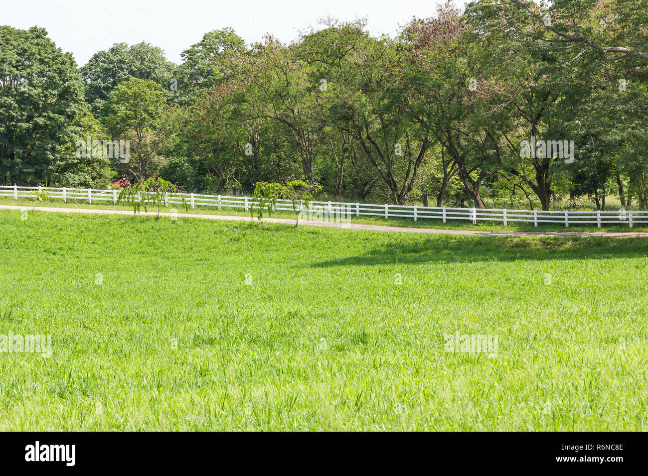 Green grass field Stock Photo - Alamy
