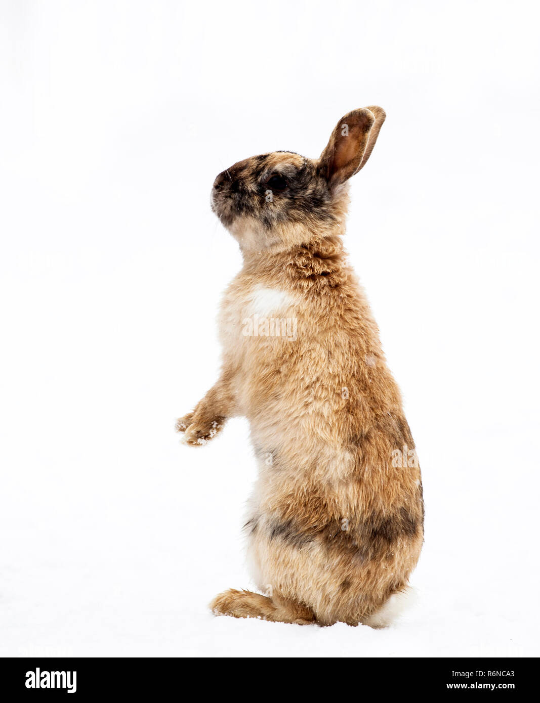 Cute wild rabbit animal Cut Out Stock Images & Pictures - Alamy