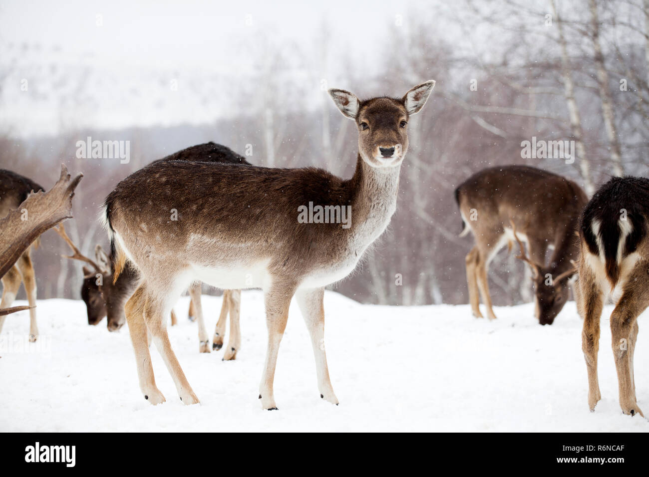 Deer in wintertime Stock Photo - Alamy