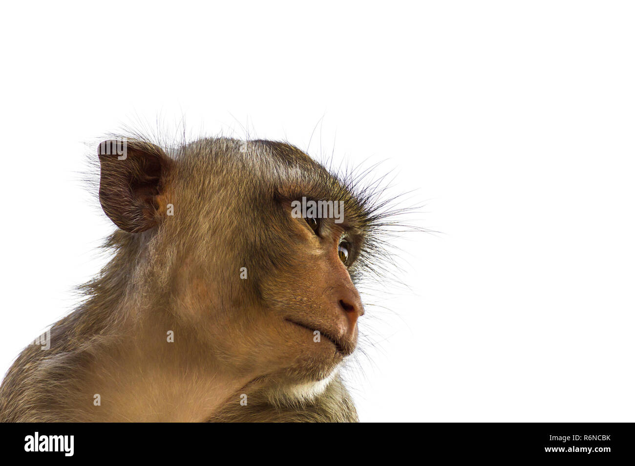 Macaque monkey isolated on white Stock Photo - Alamy