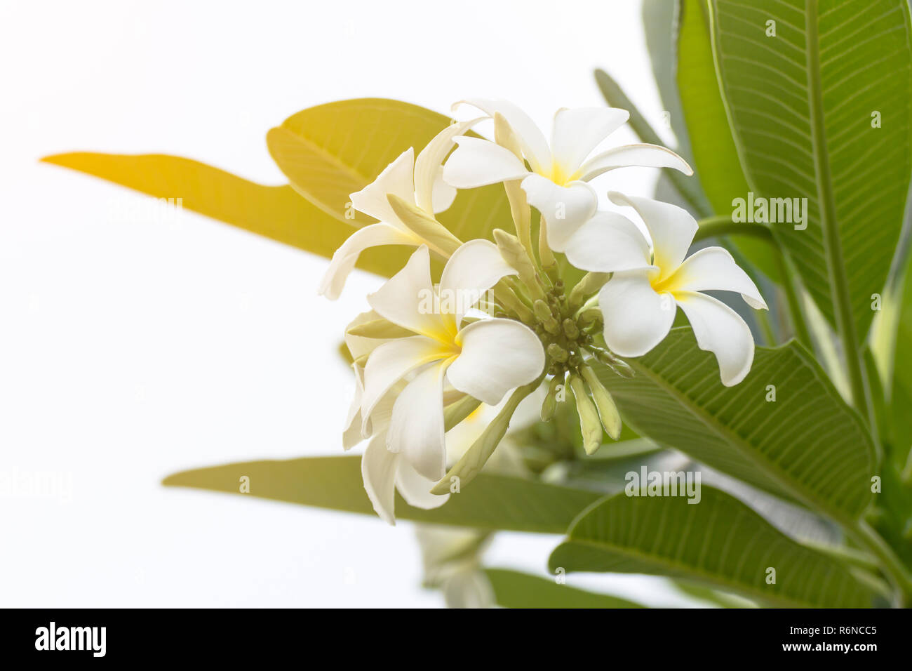 Lan thom flower Stock Photo - Alamy