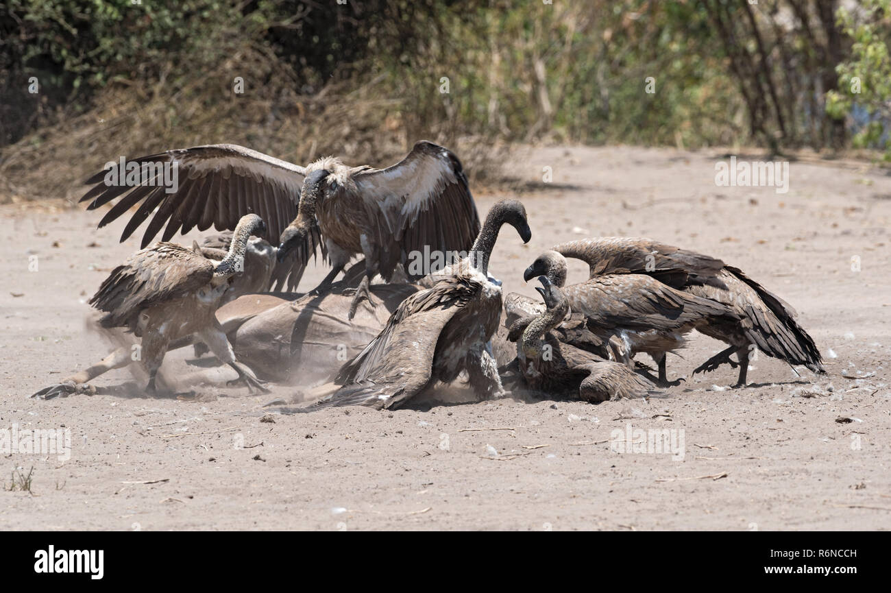 Vulture death vultures africa hi-res stock photography and images - Alamy