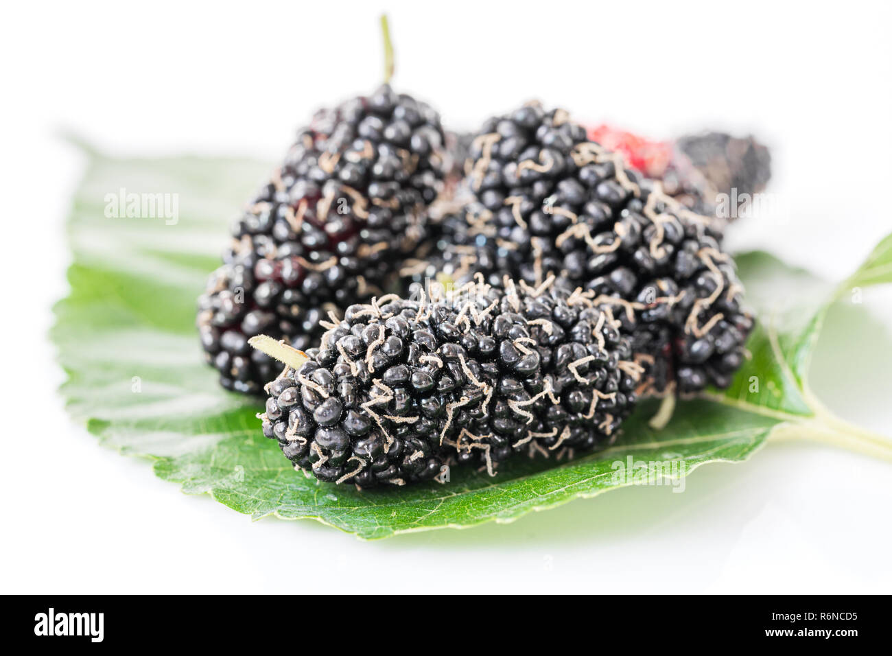 Branch mulberry Cut Out Stock Images & Pictures - Alamy