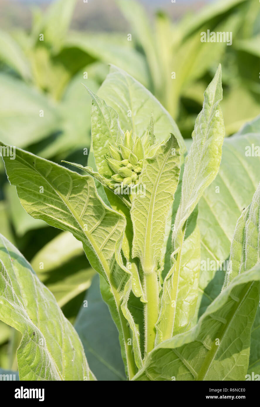 Tabaco nicotiana tabacum hi-res stock photography and images - Alamy