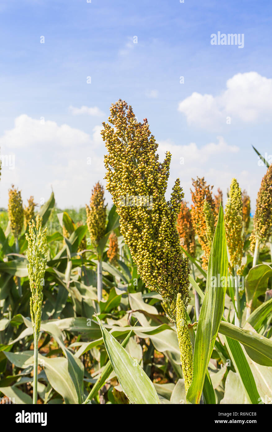 Millet field with blue sky Stock Photo - Alamy
