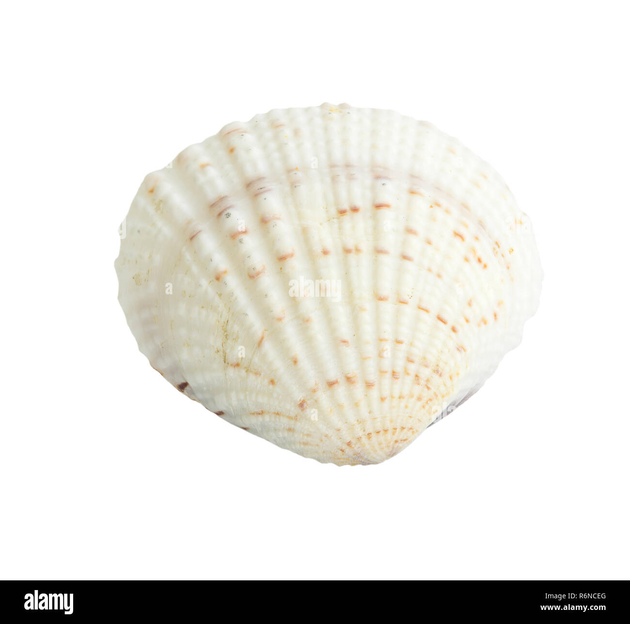 Scallop seashell isolated on white Stock Photo - Alamy
