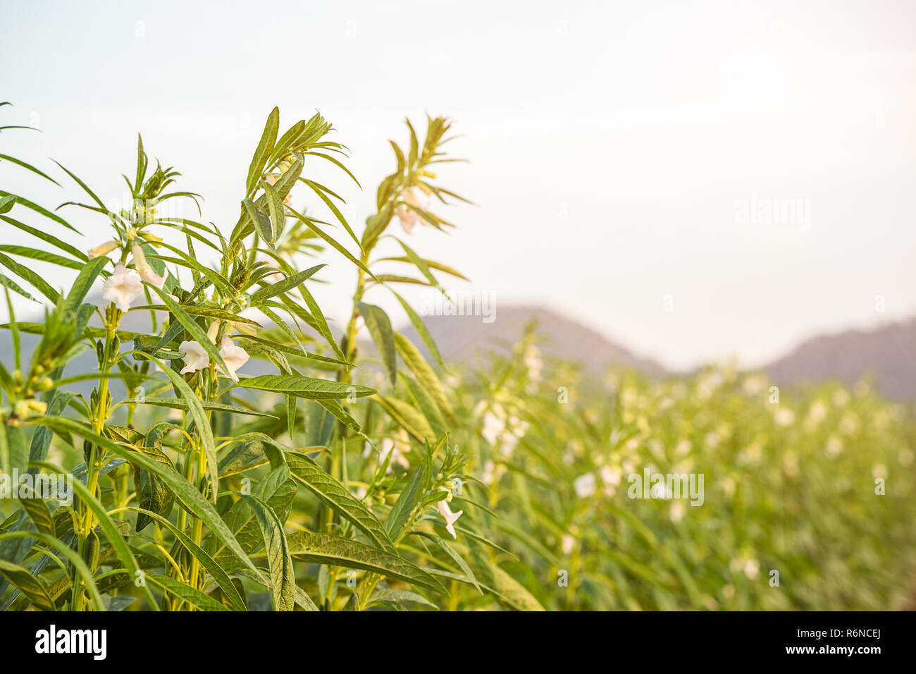 Sesame on tree in plant Stock Photo - Alamy