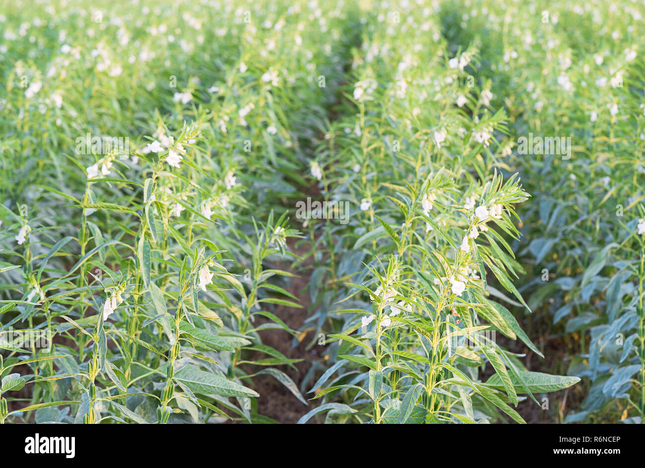 Sesame on tree in plant Stock Photo - Alamy
