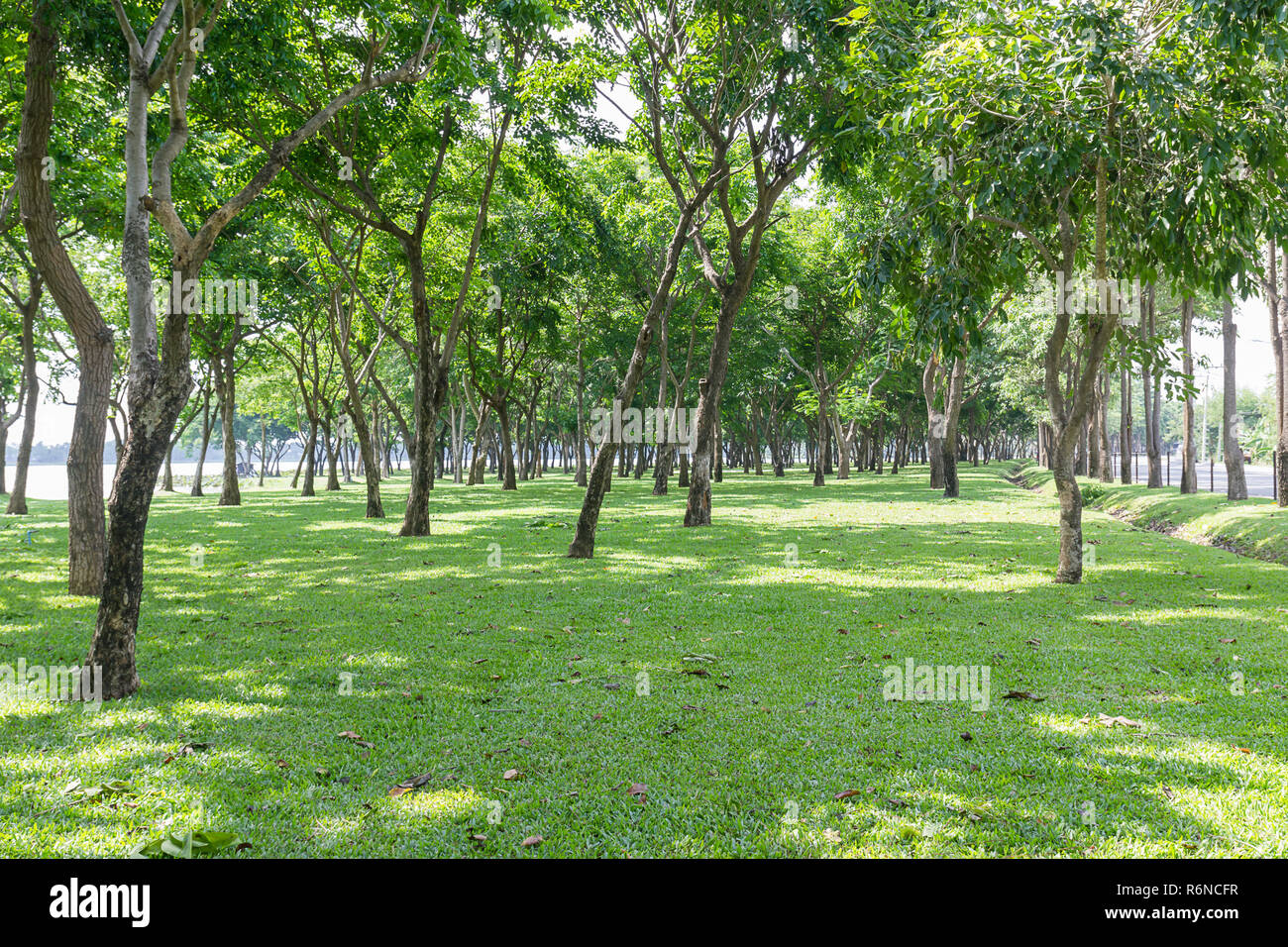Public green park Stock Photo - Alamy