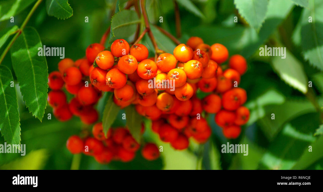 Fruits of red mountain ash Stock Photo - Alamy