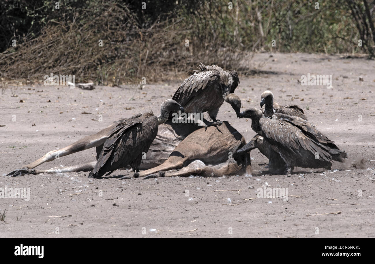 White-backed vultures eat the carcass of a dead Greater Kudu, Chobe ...
