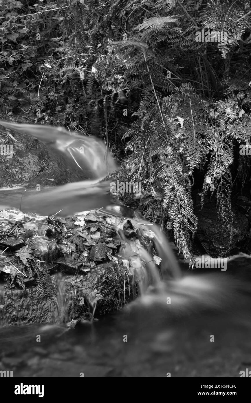 Beautiful detail image of river flowing over small rocks and foliage in ...
