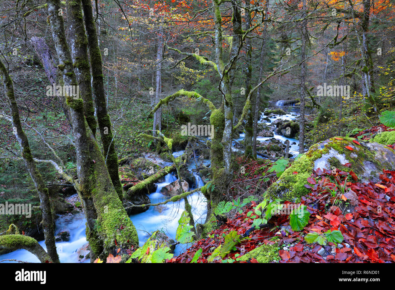 mountain river hammersbach at grainau from the hÃ¶llental at the ...
