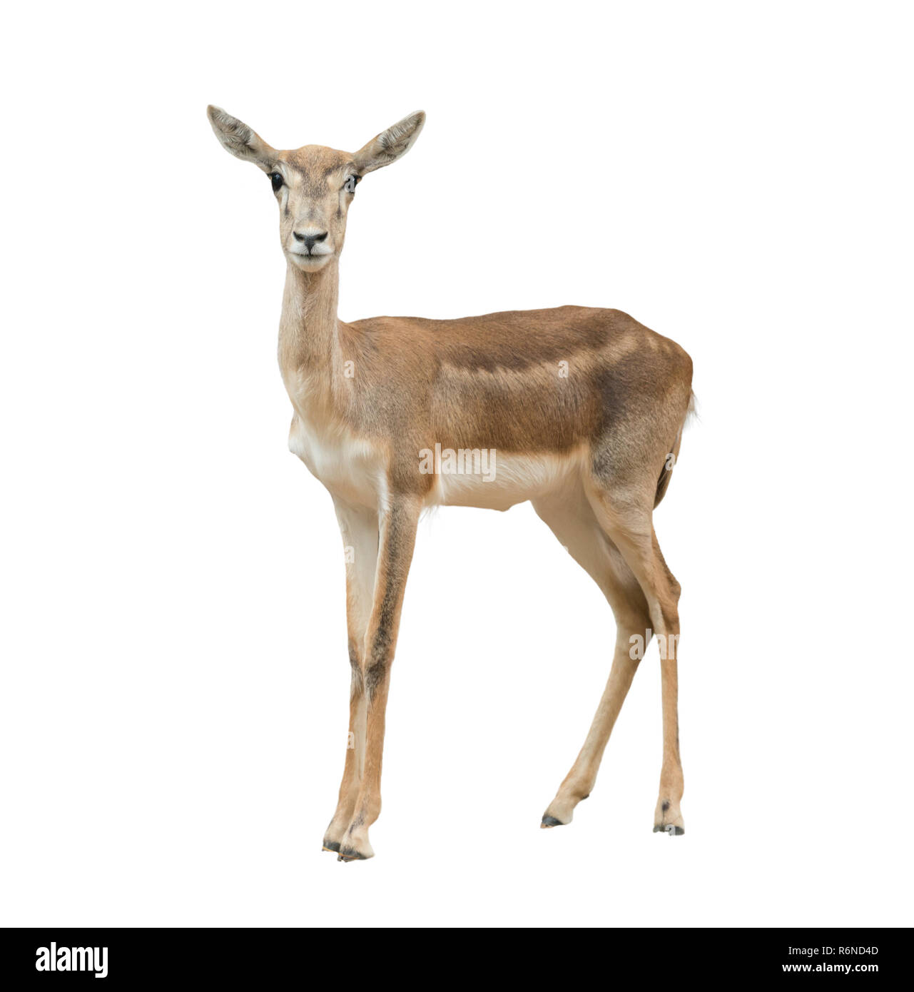 White blackbuck hi-res stock photography and images - Alamy