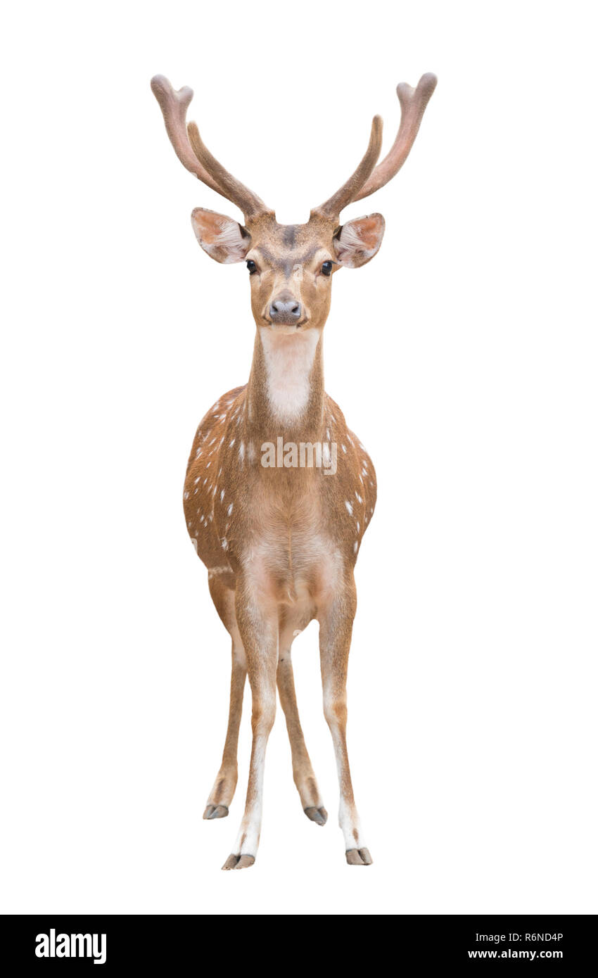 axis deer isolated Stock Photo - Alamy