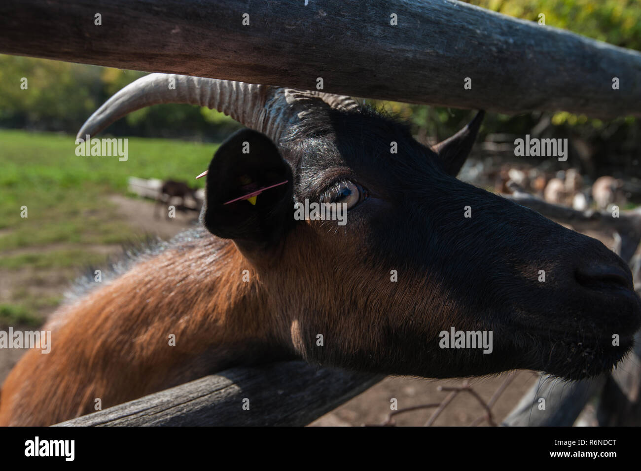 Portrait cute carefree young farmer hi-res stock photography and images ...