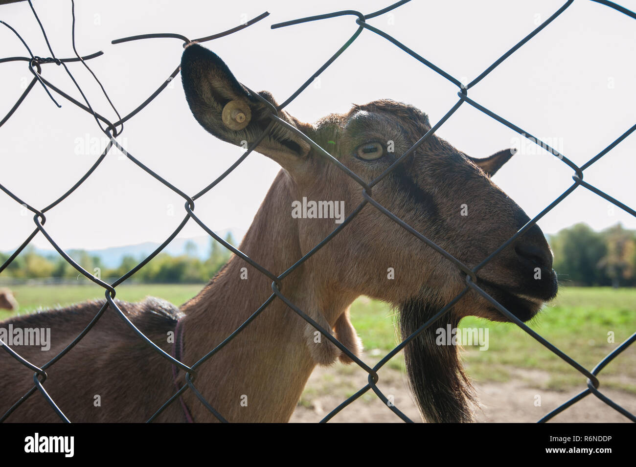 goat portrait closeup Stock Photo - Alamy