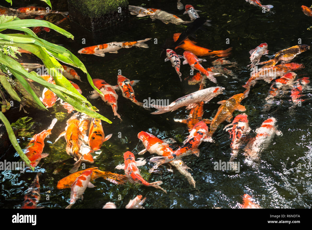 Koi fish in a pond Stock Photo - Alamy