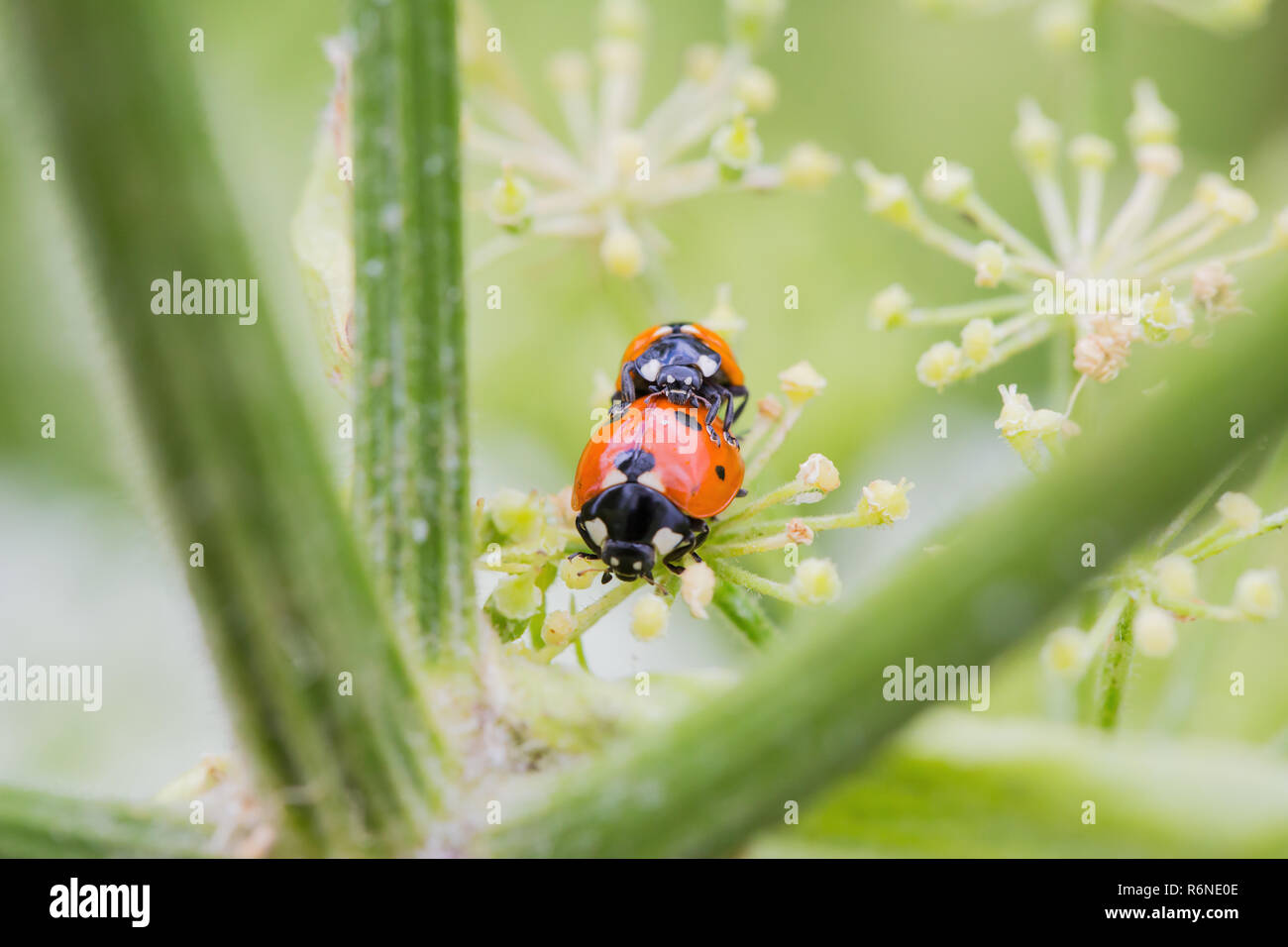 Two little ladybugs on a plant Stock Photo - Alamy