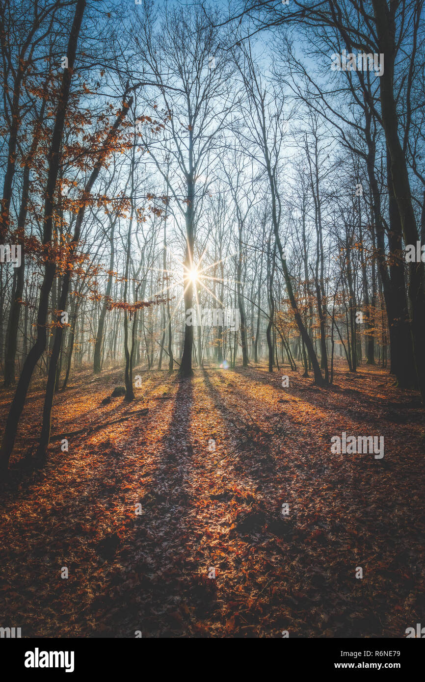Matte leaf hi-res stock photography and images - Alamy