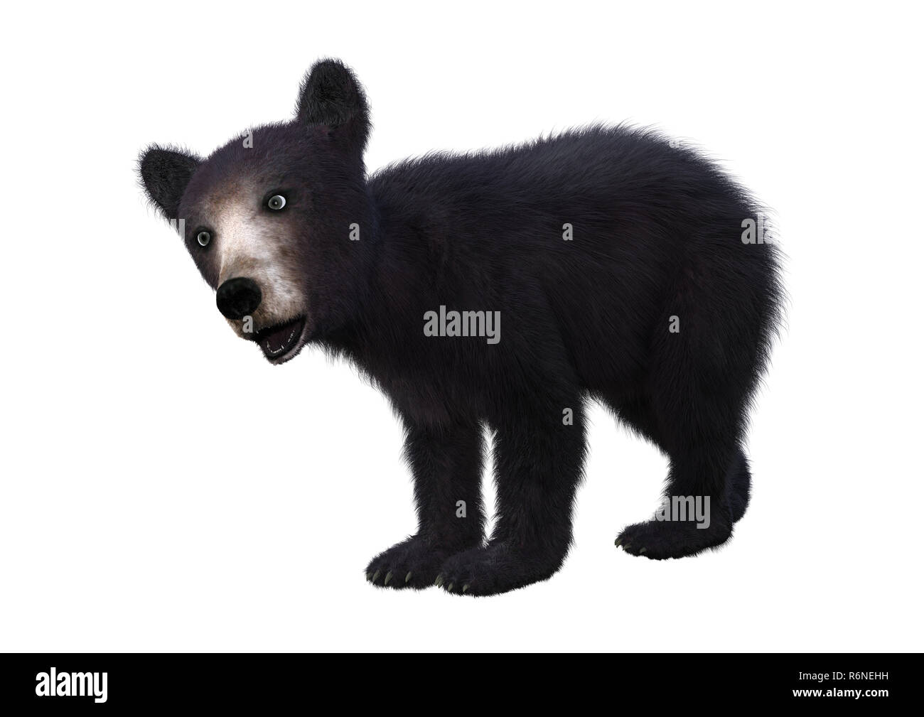 Curious small bear cub on hi-res stock photography and images - Alamy