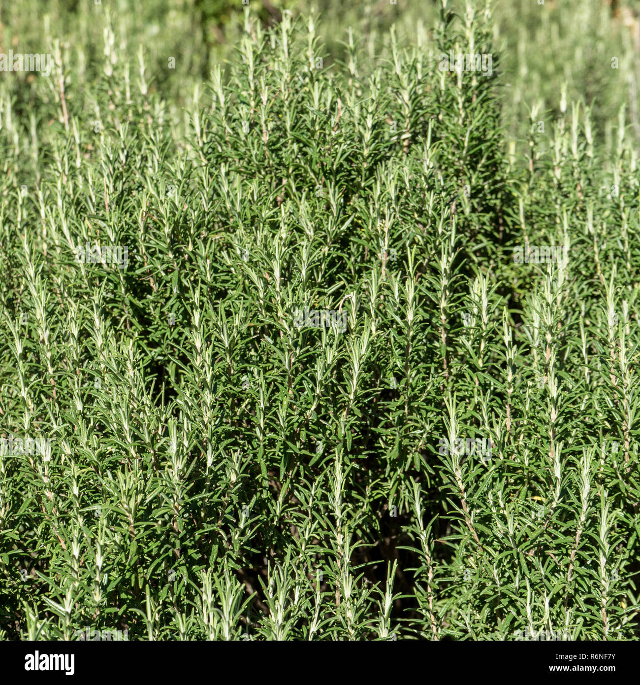 Rosemary hedge hi-res stock photography and images - Alamy