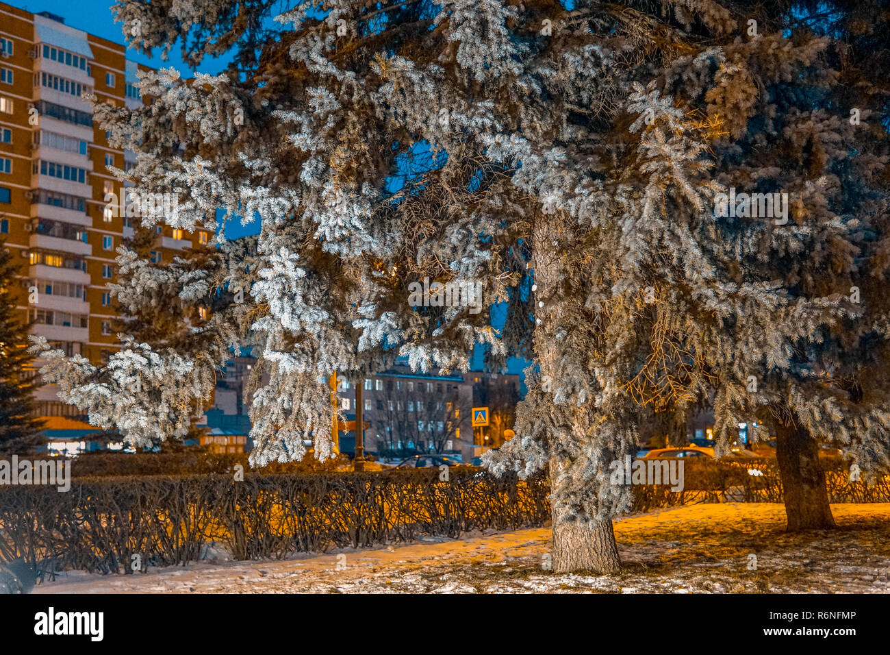 Beautiful fir hi-res stock photography and images - Alamy