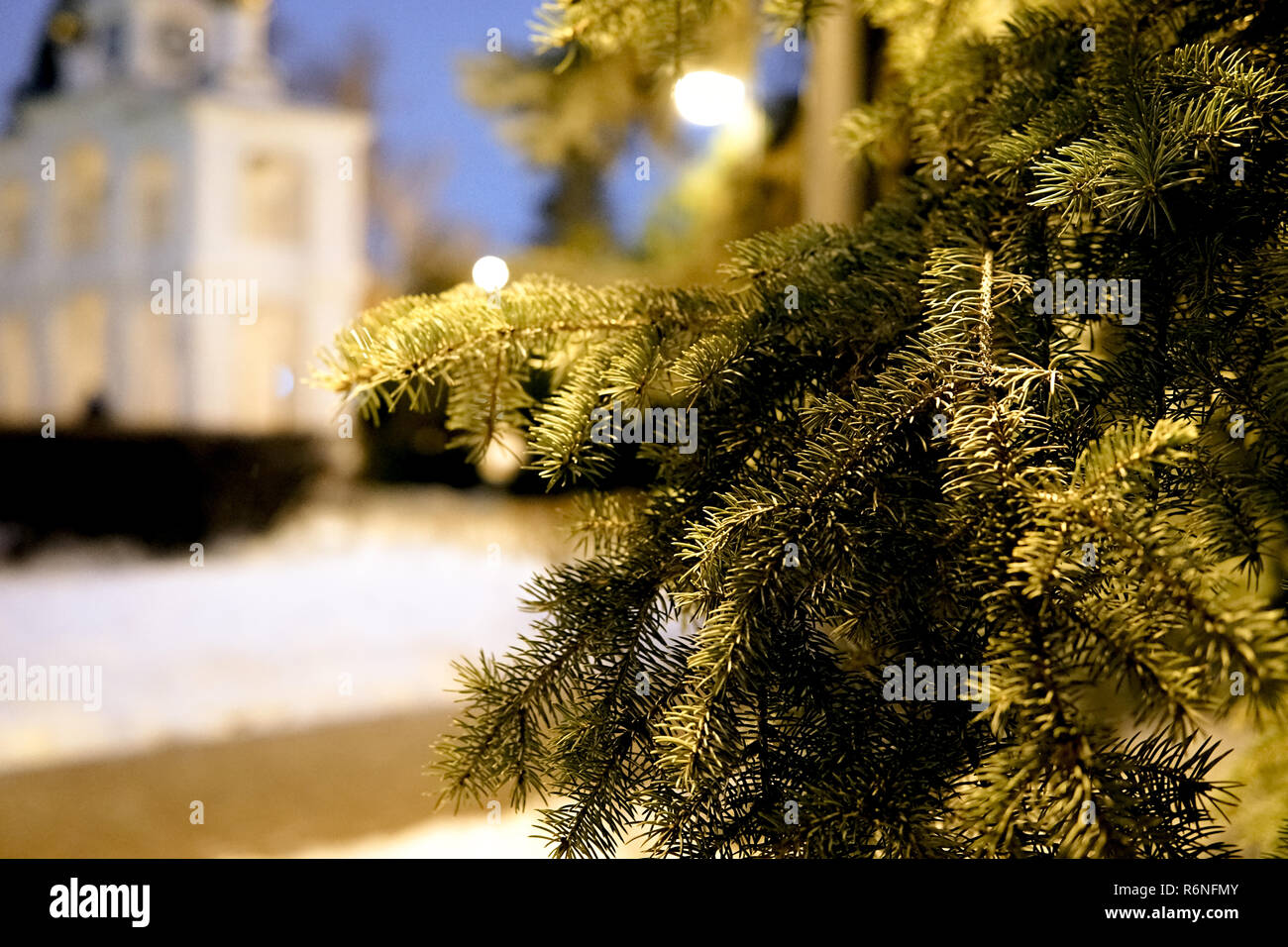 Beautiful fir trees in winter city park Stock Photo - Alamy