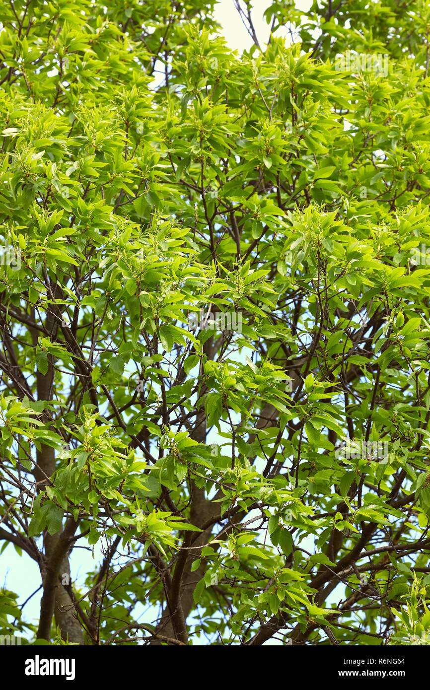 Spring Green Leaves Stock Photo - Alamy