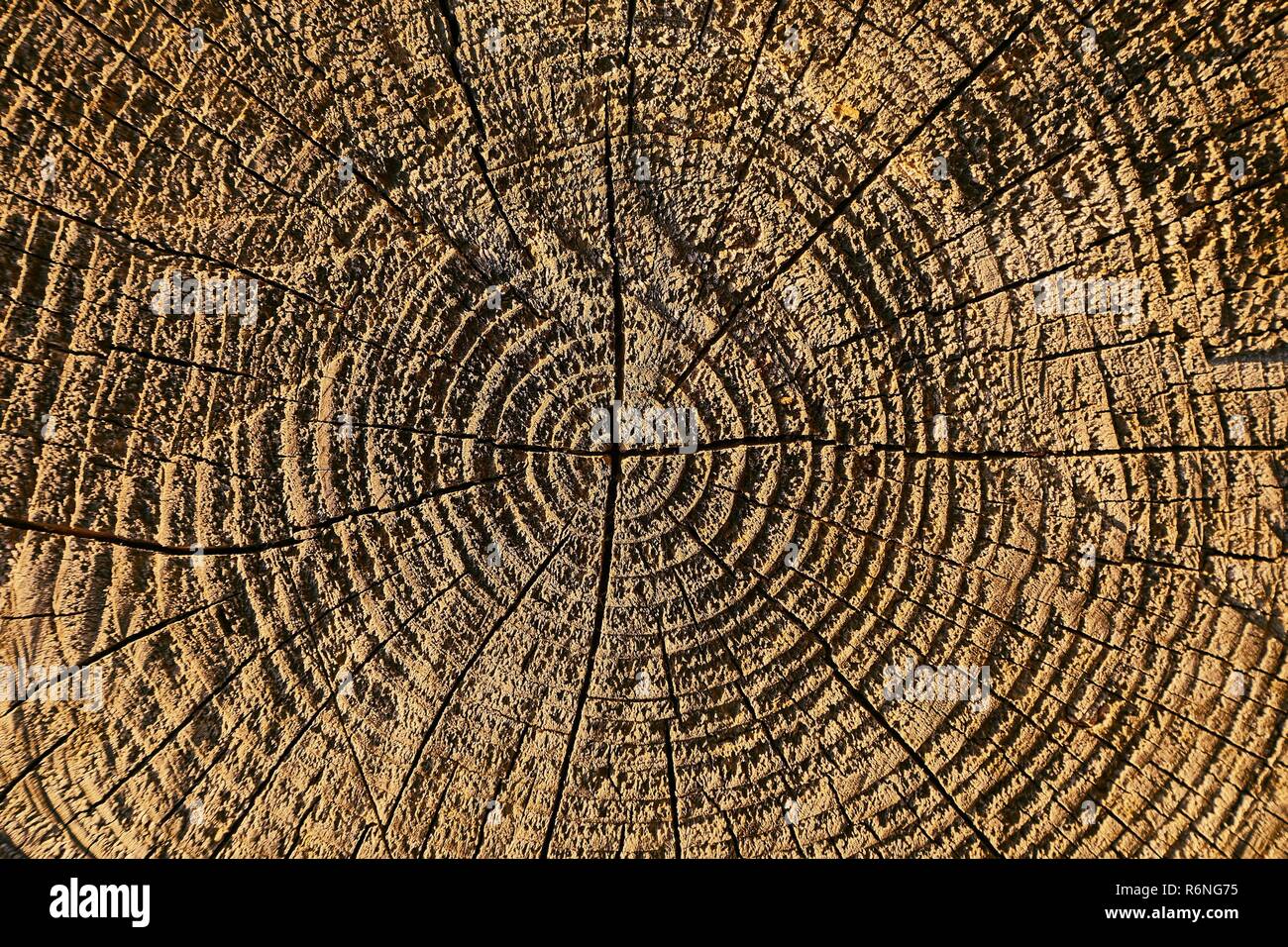 Tree trunk texture Stock Photo - Alamy