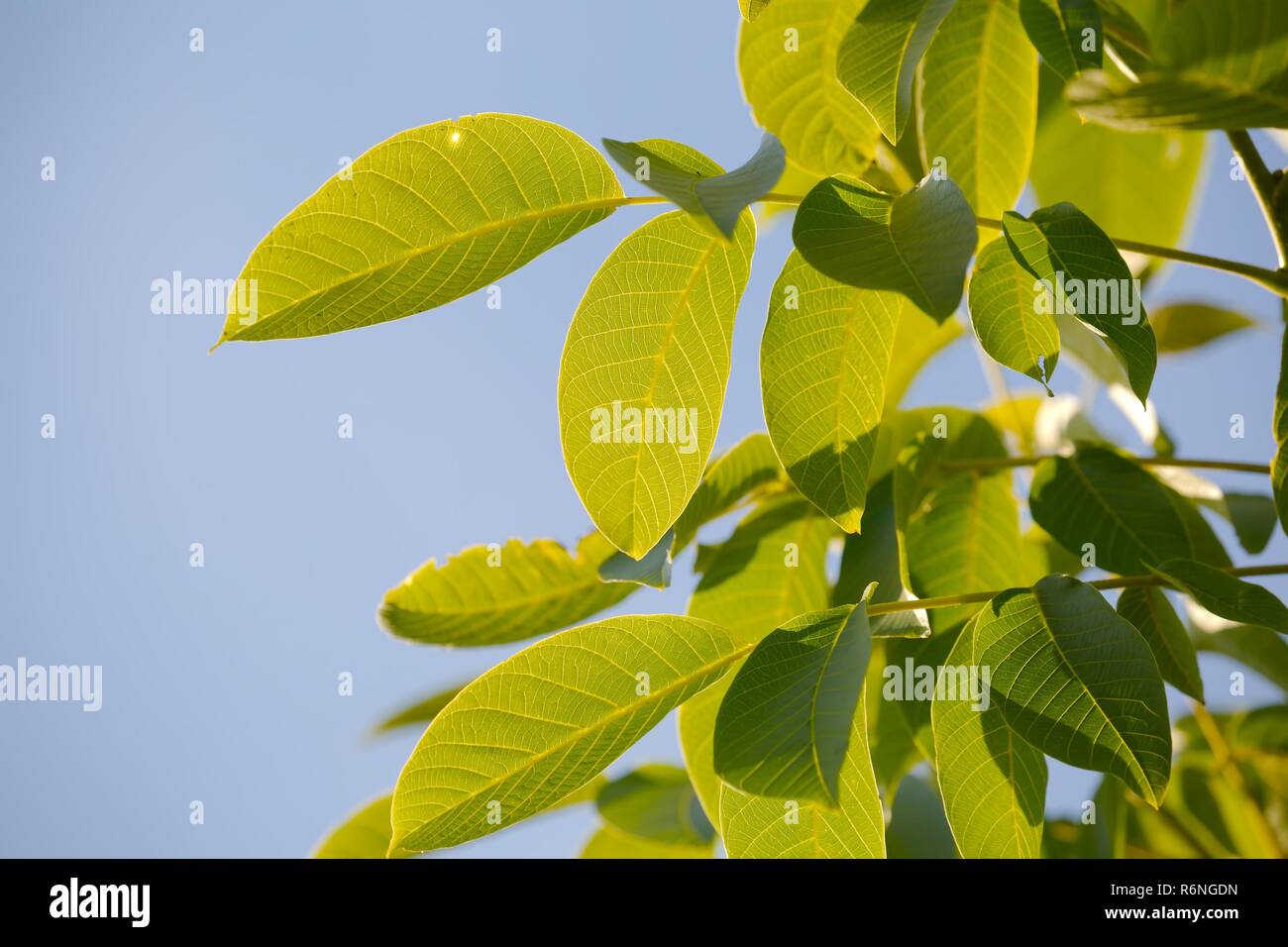 Leaves of a walnut tree Stock Photo - Alamy