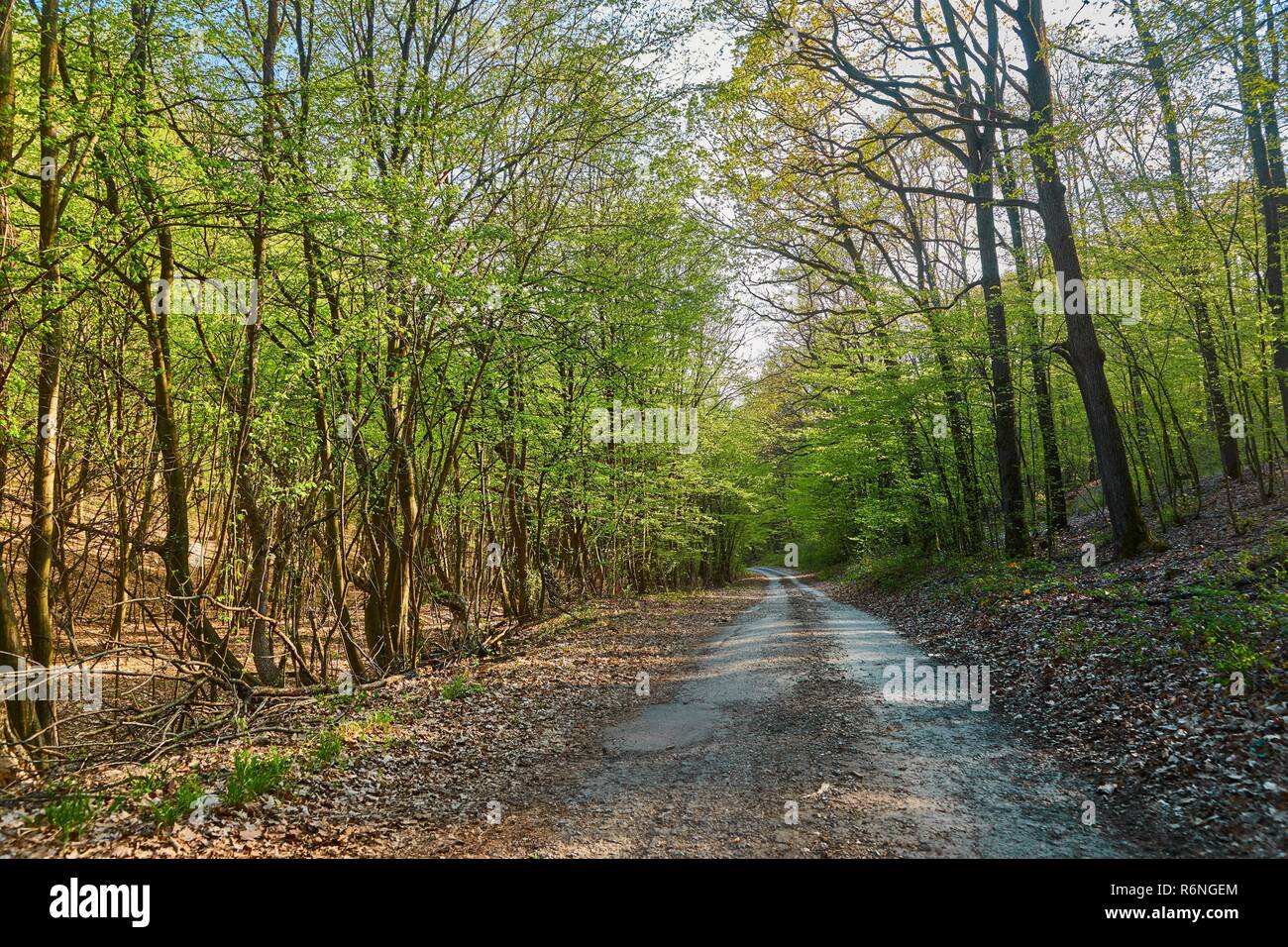 Forest walking route Stock Photo - Alamy