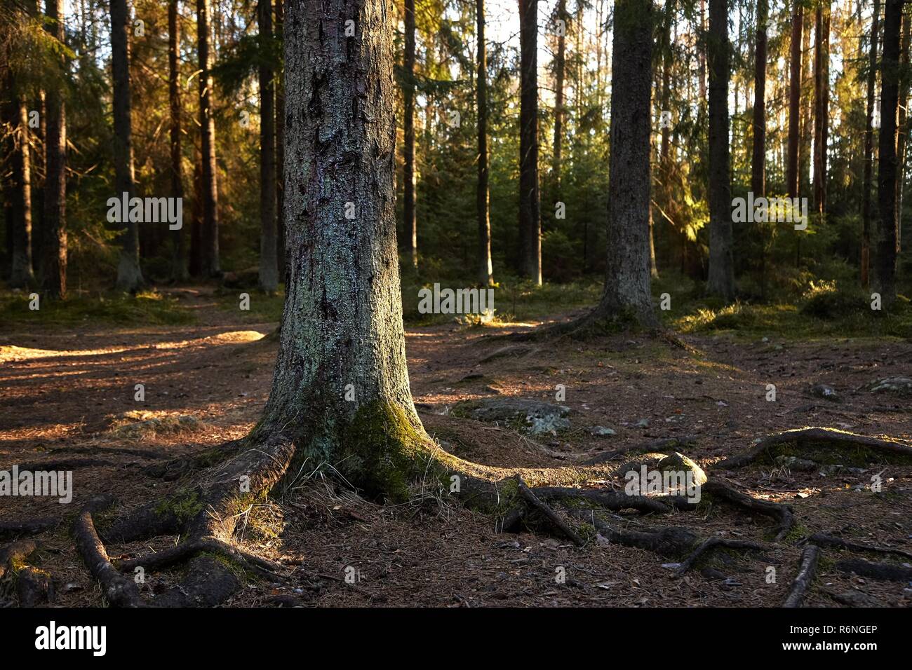 Forest of Pines Stock Photo - Alamy