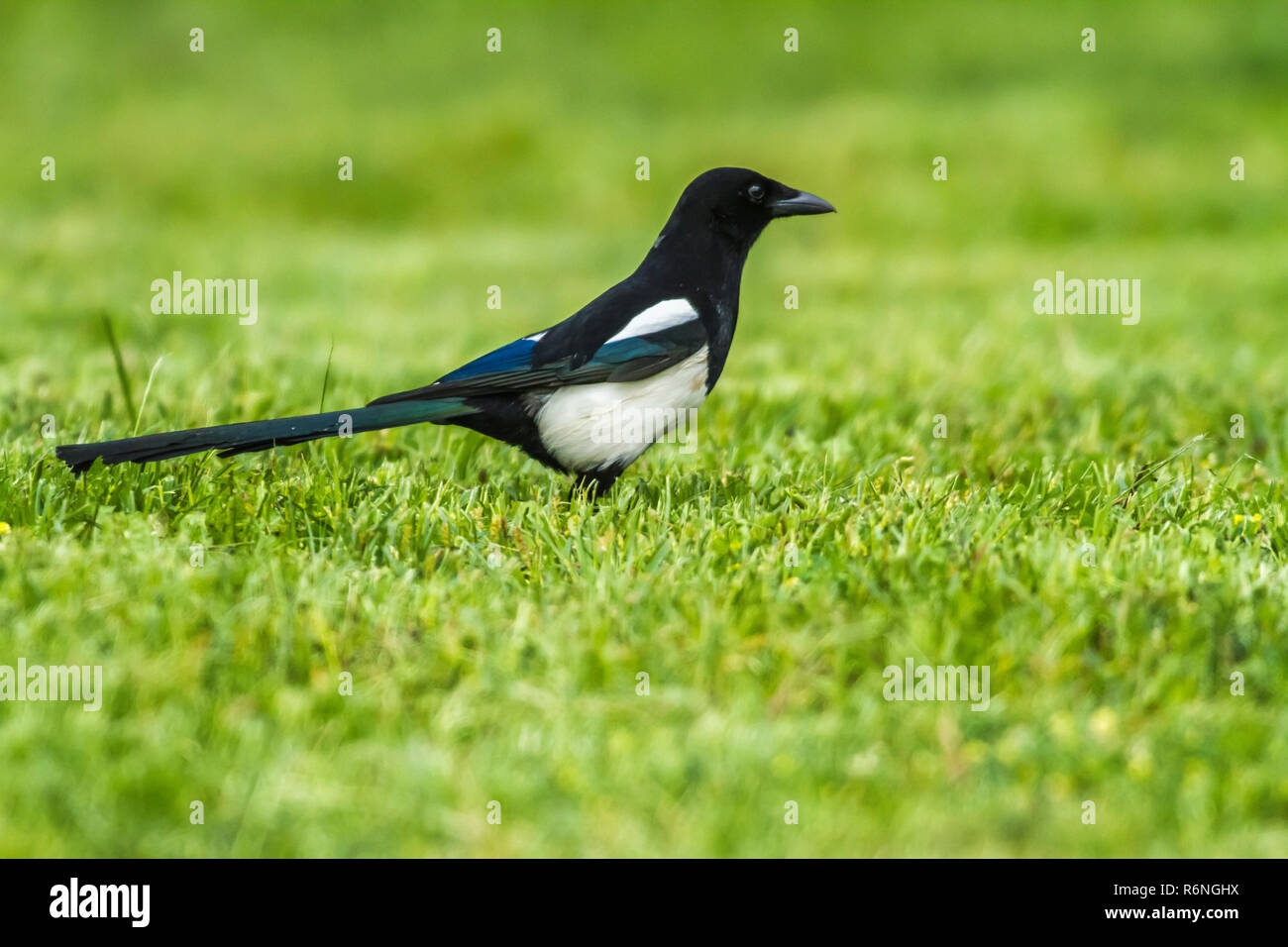 magpie (pica pica Stock Photo - Alamy