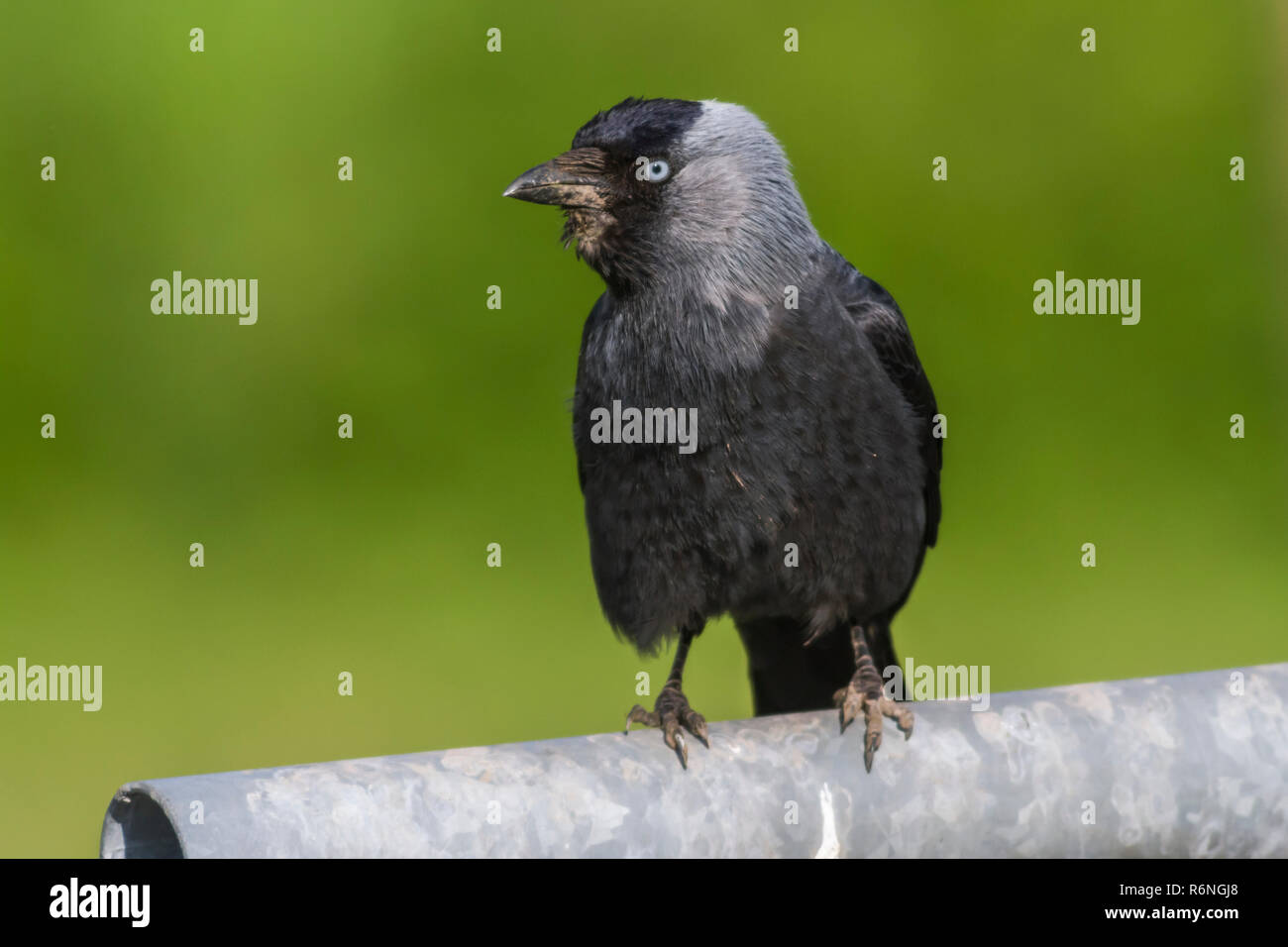 jackdaw (corvus monedula Stock Photo - Alamy
