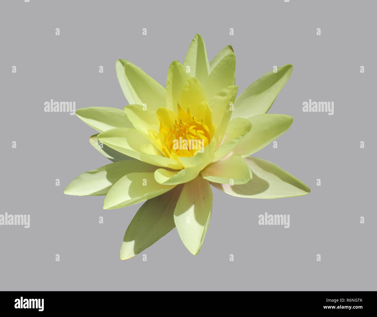 Yellow Lotus flower Stock Photo - Alamy