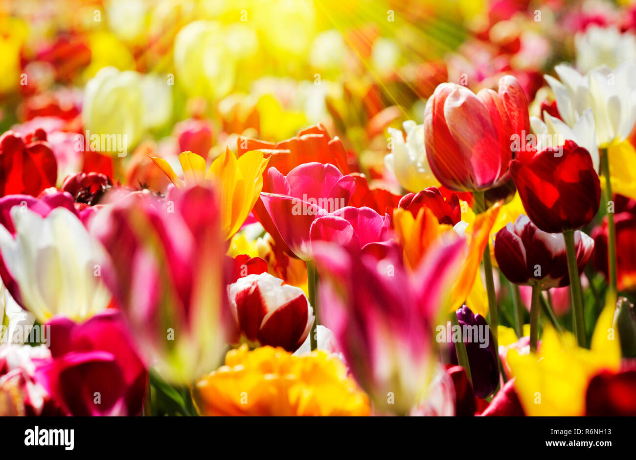 tulips yellow red light rays Stock Photo - Alamy