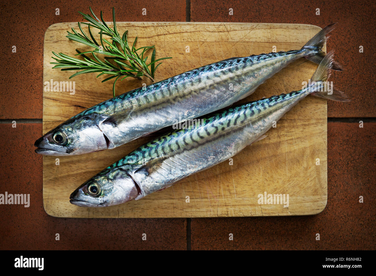 Ocean predatory fish hi-res stock photography and images - Alamy