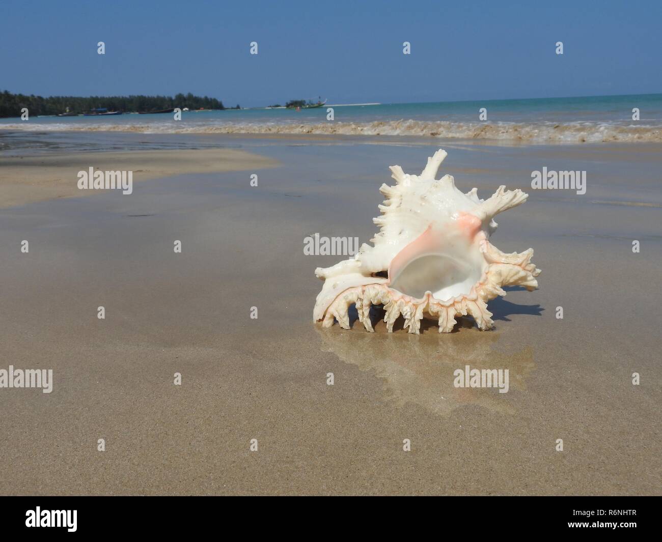 seashell on the beach Stock Photo - Alamy