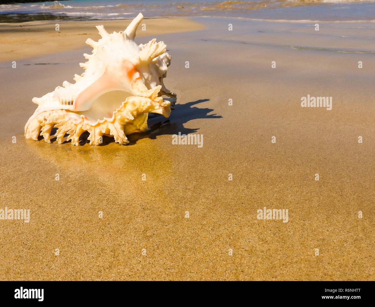 seashell on the beach Stock Photo - Alamy