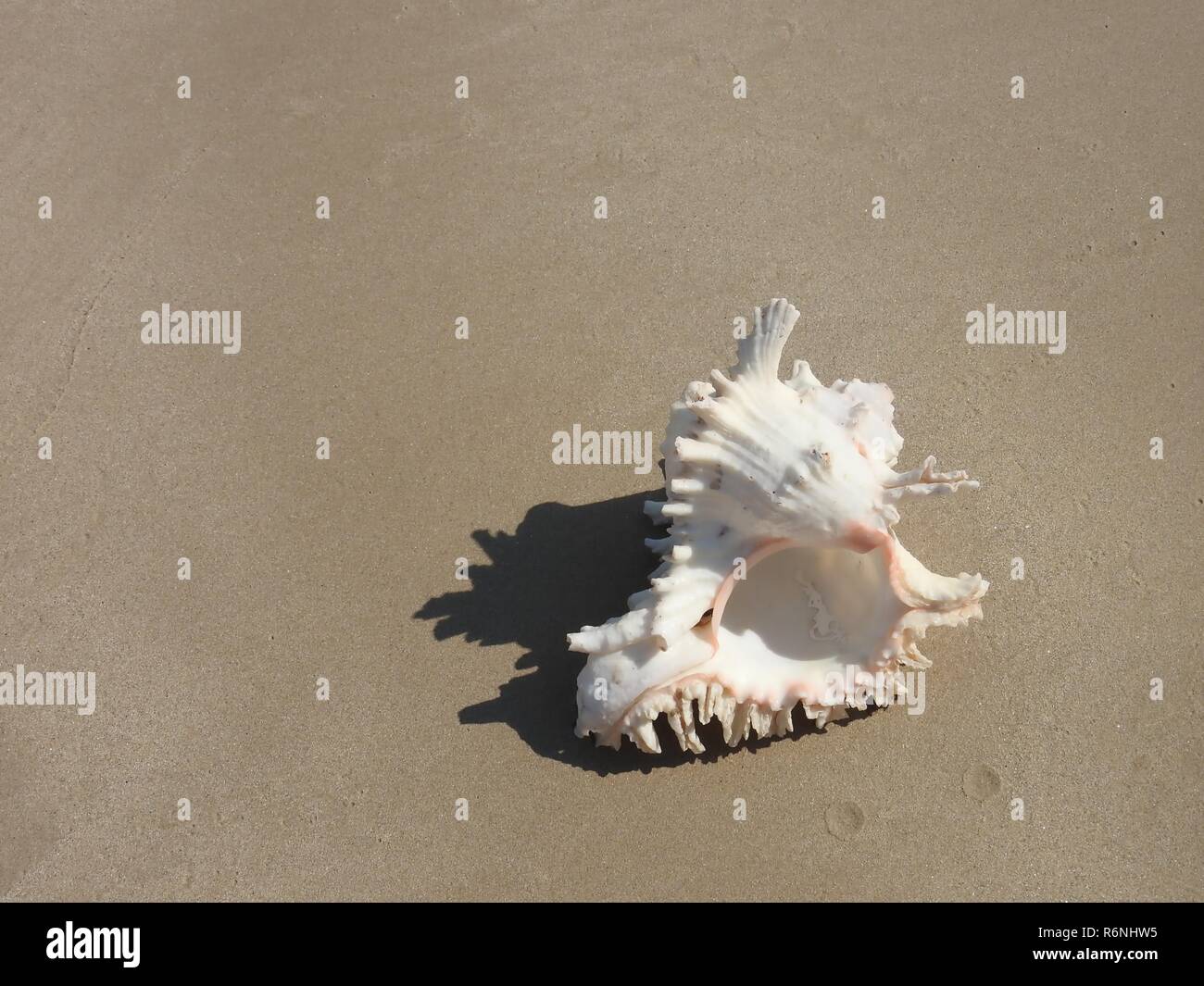 seashell on the beach Stock Photo - Alamy